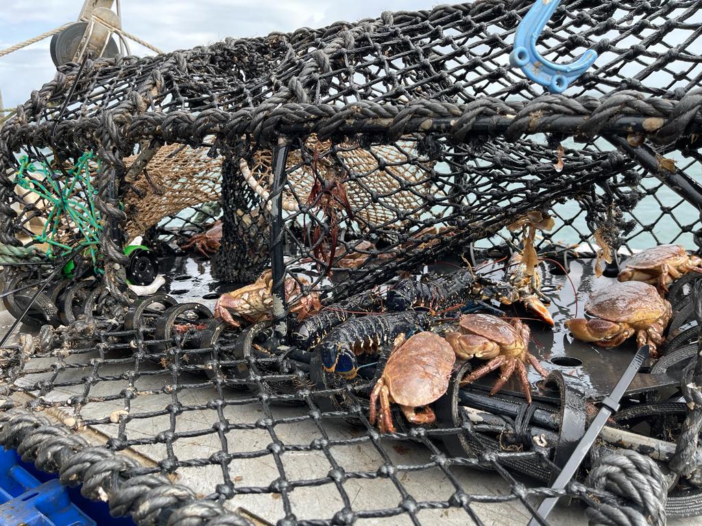 Cameras on pots to assess crustacean abundance - The Fishing Porthole