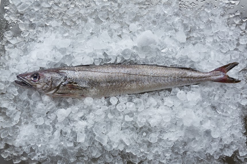 Certification of the Cornish Hake Fishery - The Fishing Porthole
